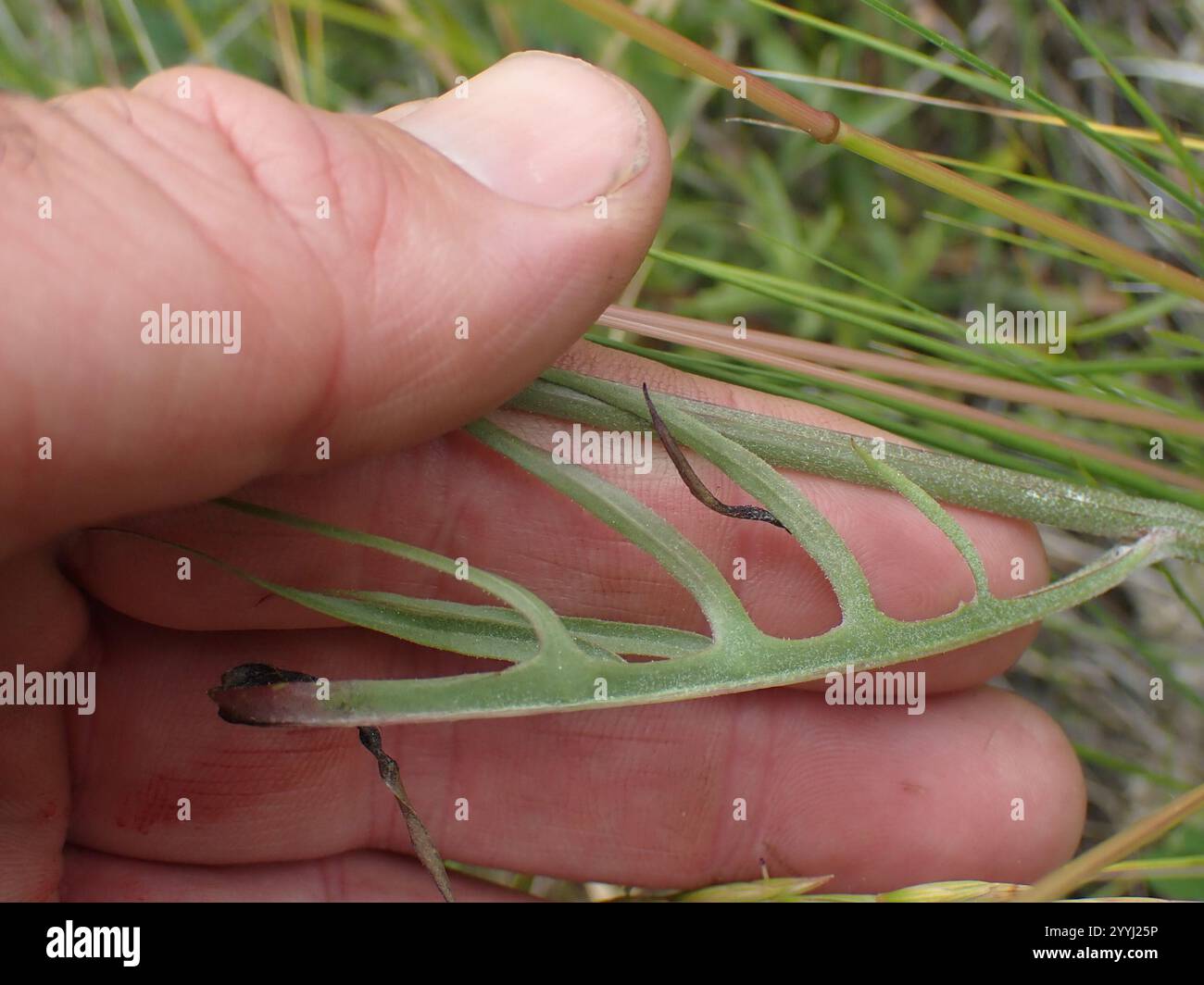Slender Hawksbeard (Crepis atribarba Stock Photo - Alamy
