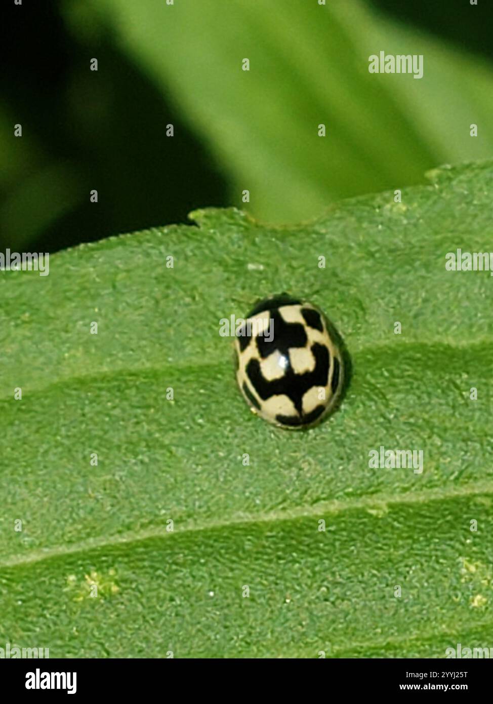 Fourteen-spotted Lady Beetle (Propylea quatuordecimpunctata Stock Photo ...