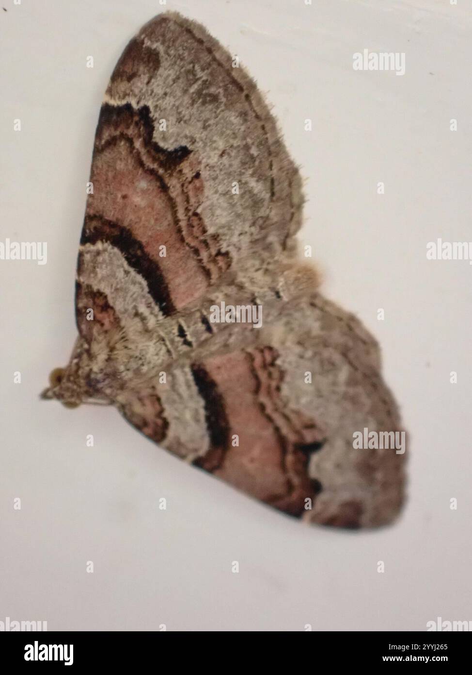 Designata hi-res stock photography and images - Alamy