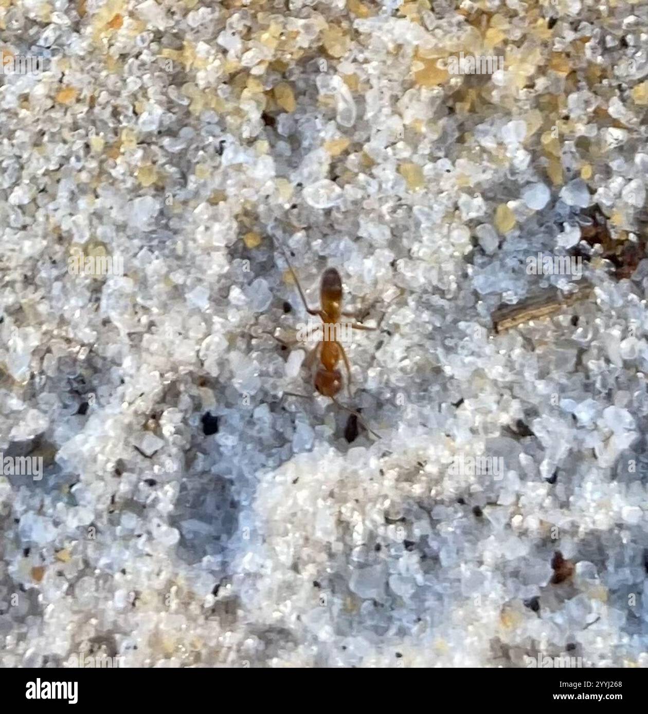 Buren's Pyramid Ant (Dorymyrmex bureni Stock Photo - Alamy