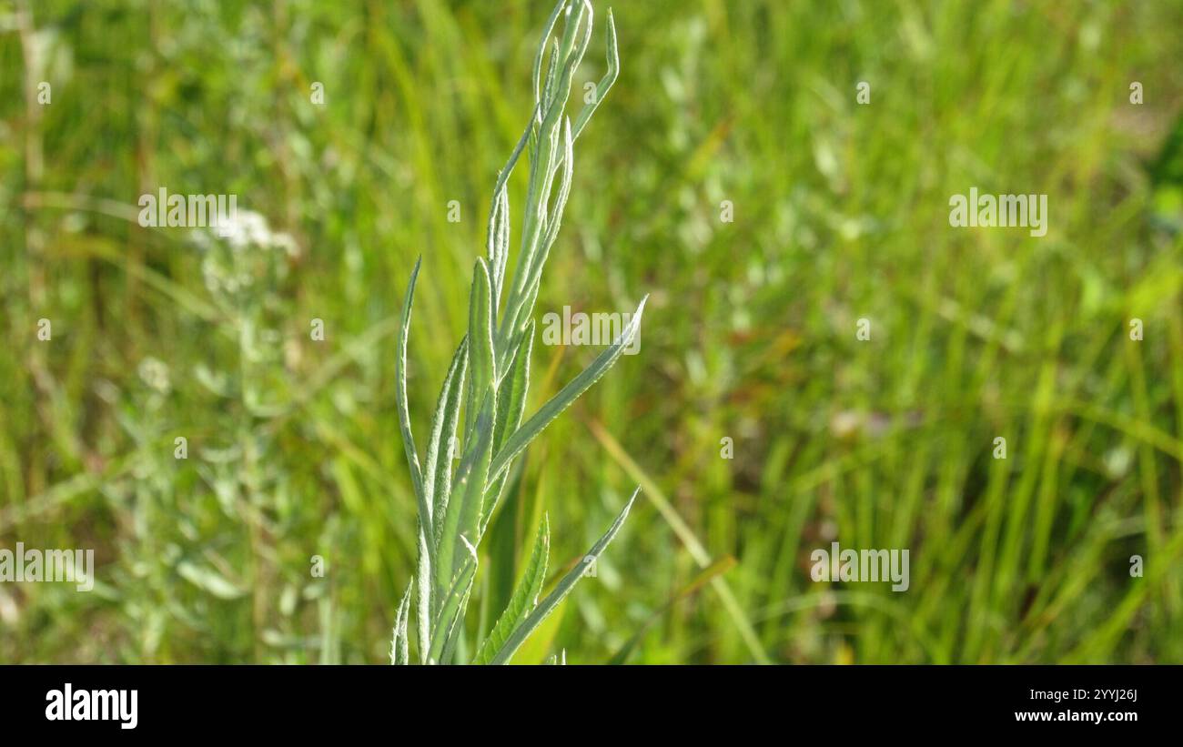 Fen ragwort hi-res stock photography and images - Alamy