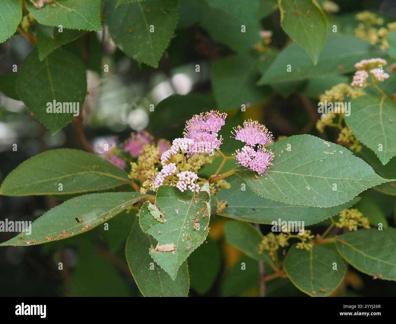 Callicarpa formosana hi-res stock photography and images - Alamy