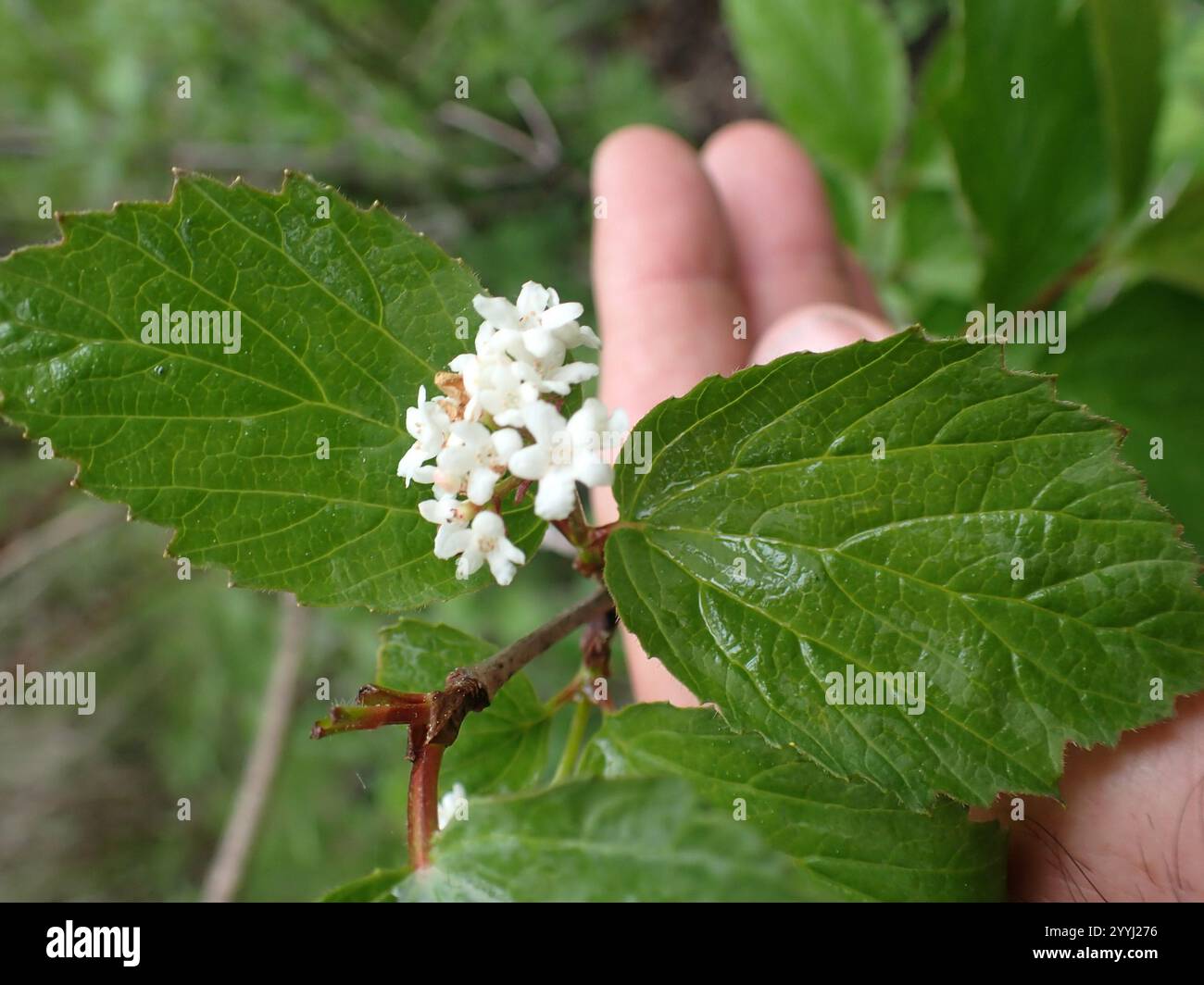 squashberry (Viburnum edule Stock Photo - Alamy