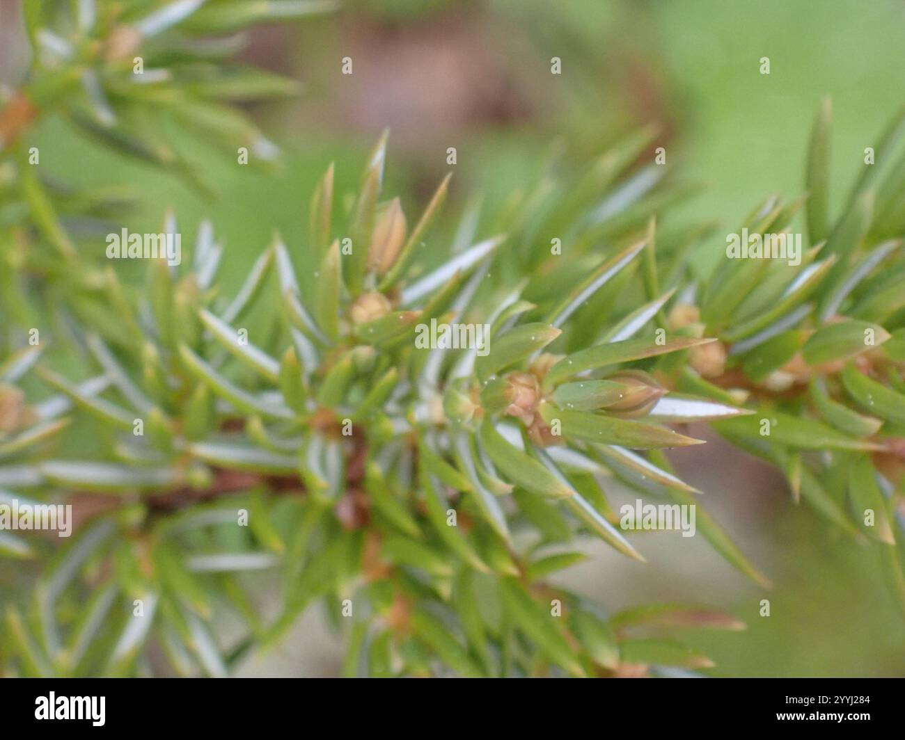 common juniper (Juniperus communis Stock Photo - Alamy