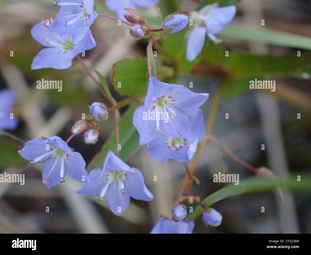 American brooklime hi-res stock photography and images - Alamy