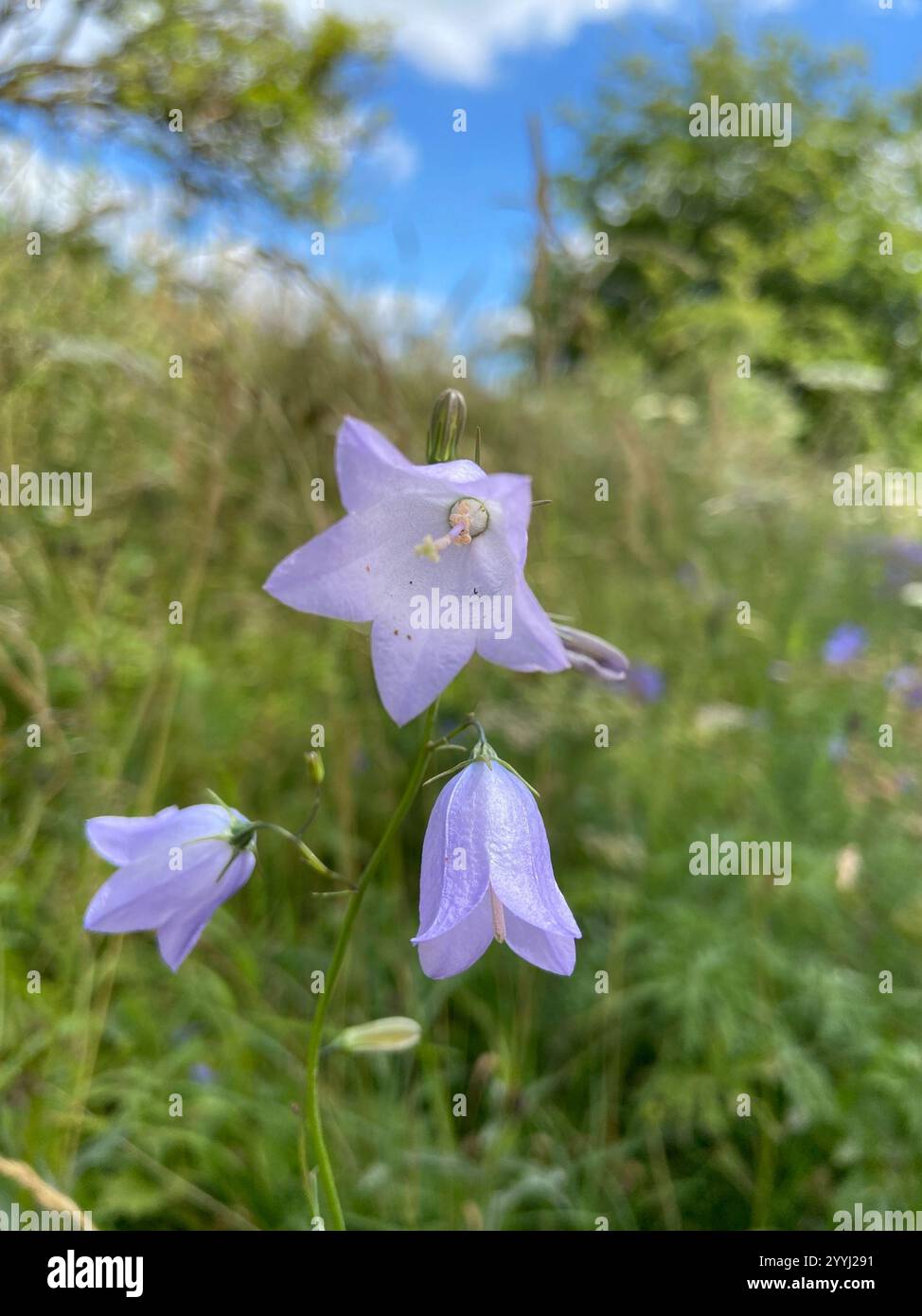 Common Harebell (Campanula rotundifolia Stock Photo - Alamy