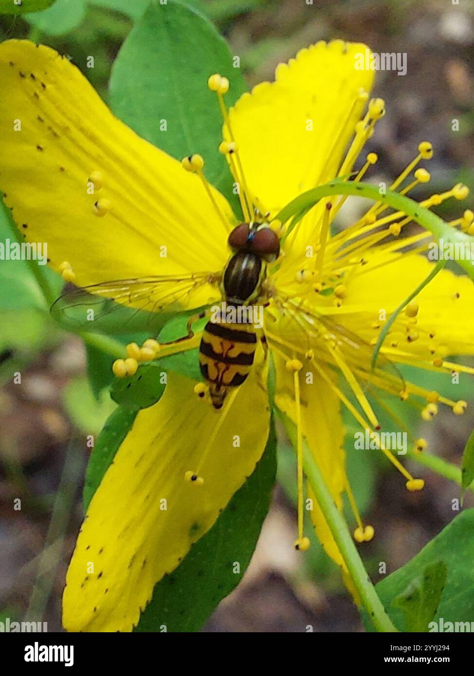 Eastern Calligrapher (Toxomerus geminatus Stock Photo - Alamy