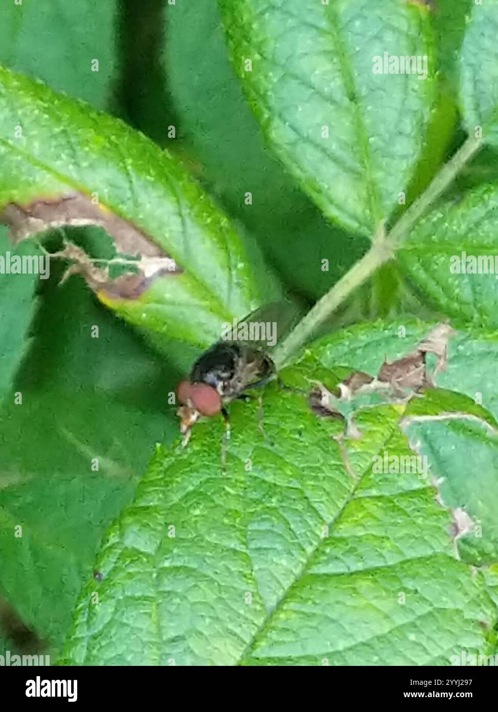 American Snout Fly (Rhingia nasica Stock Photo - Alamy