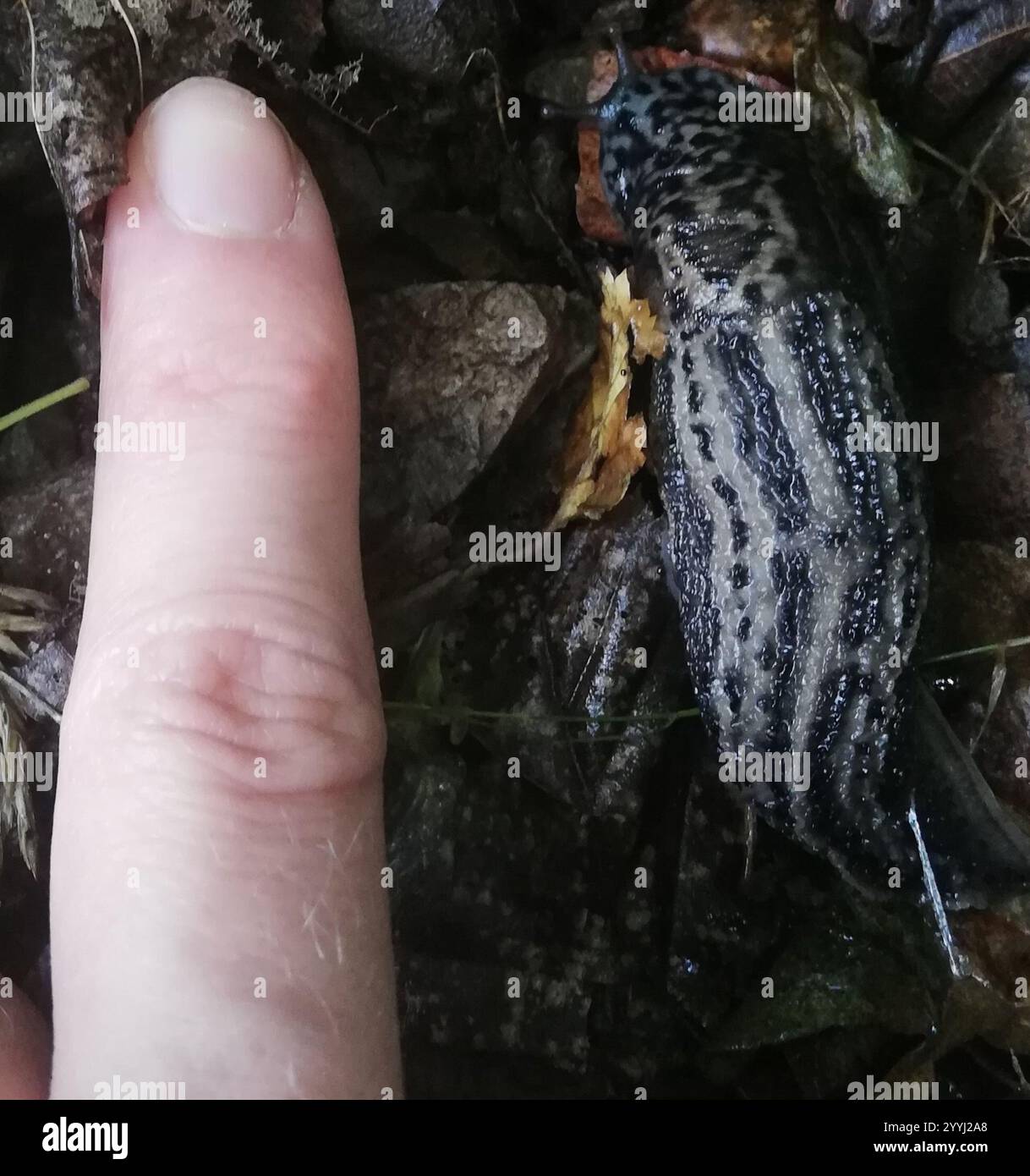 Leopard Slug (Limax maximus Stock Photo - Alamy