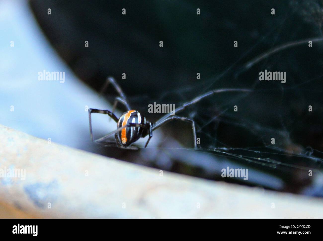 Widow Spiders (Latrodectus Stock Photo - Alamy