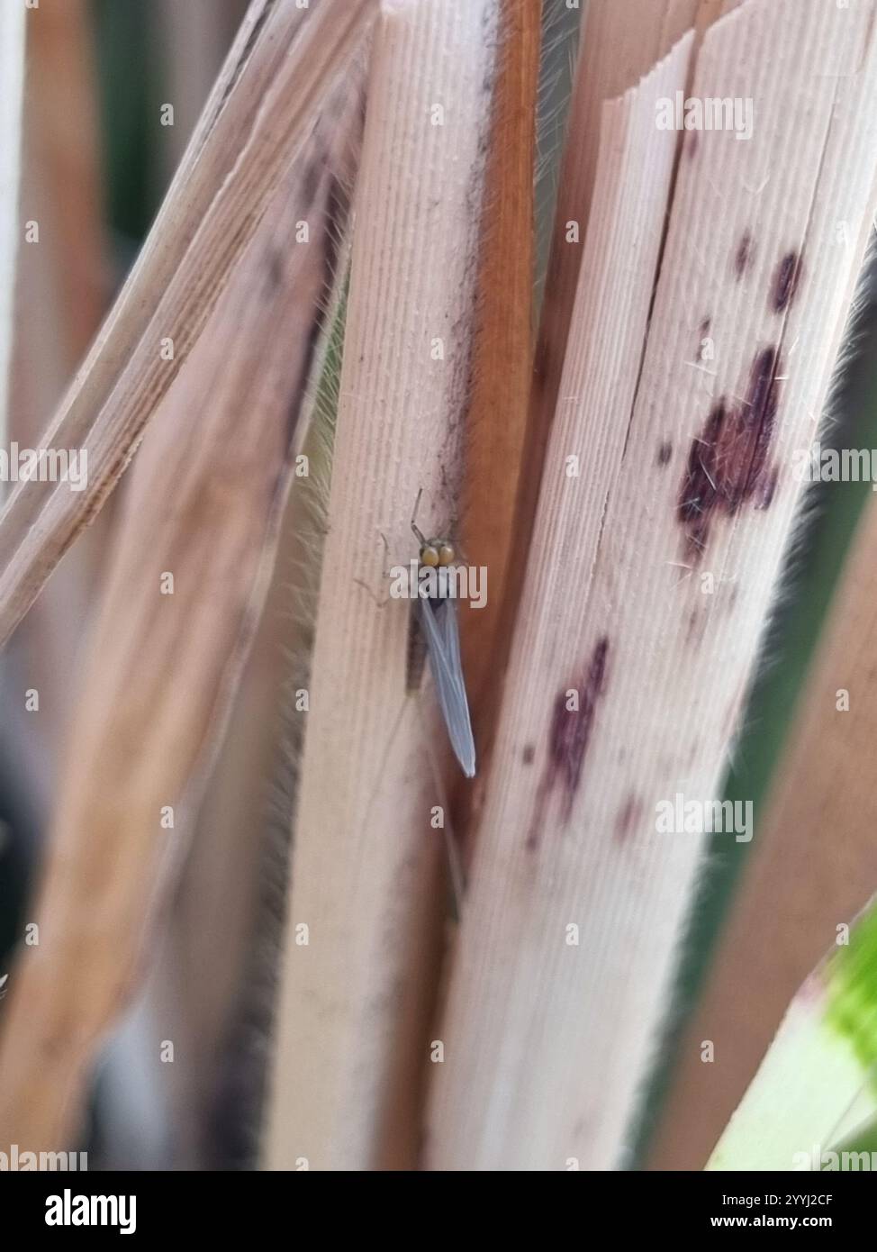 Small Mayflies (Baetidae Stock Photo - Alamy