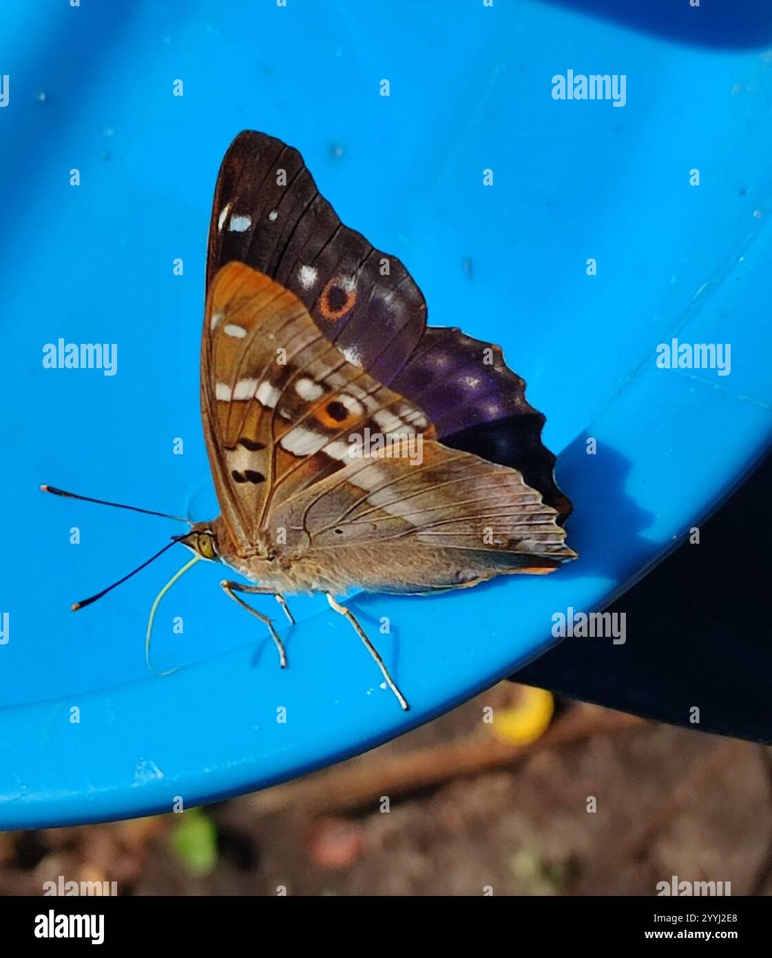 Lesser Purple Emperor (Apatura ilia Stock Photo - Alamy