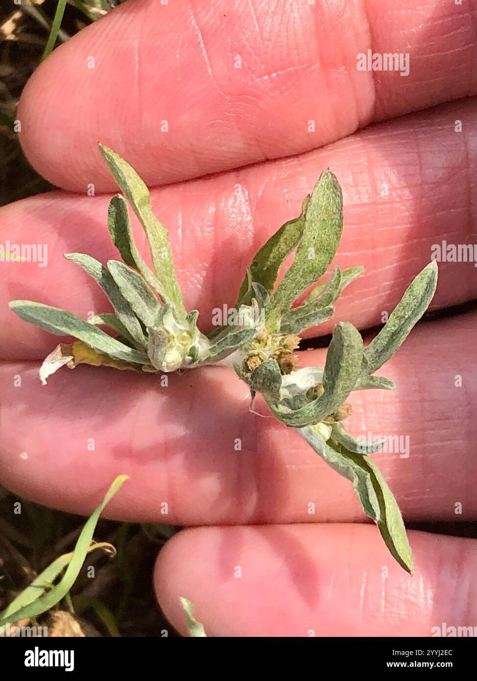 marsh cudweed (Gnaphalium uliginosum Stock Photo - Alamy