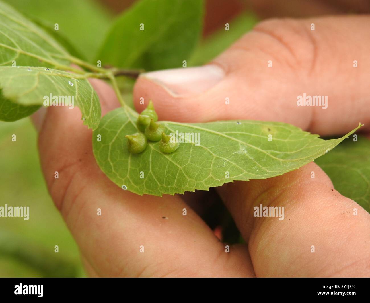 Hackberry Thorn Gall Midge (Celticecis spiniformis Stock Photo - Alamy