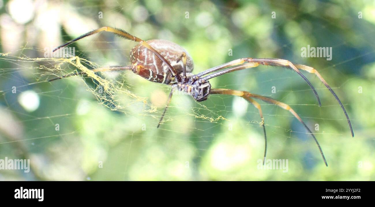 Tiger Spider (Trichonephila plumipes Stock Photo - Alamy