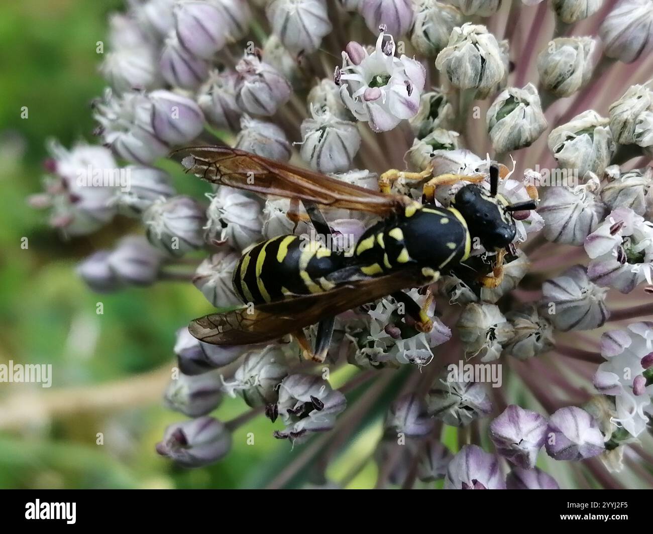 European Paper Wasp (Polistes dominula Stock Photo - Alamy