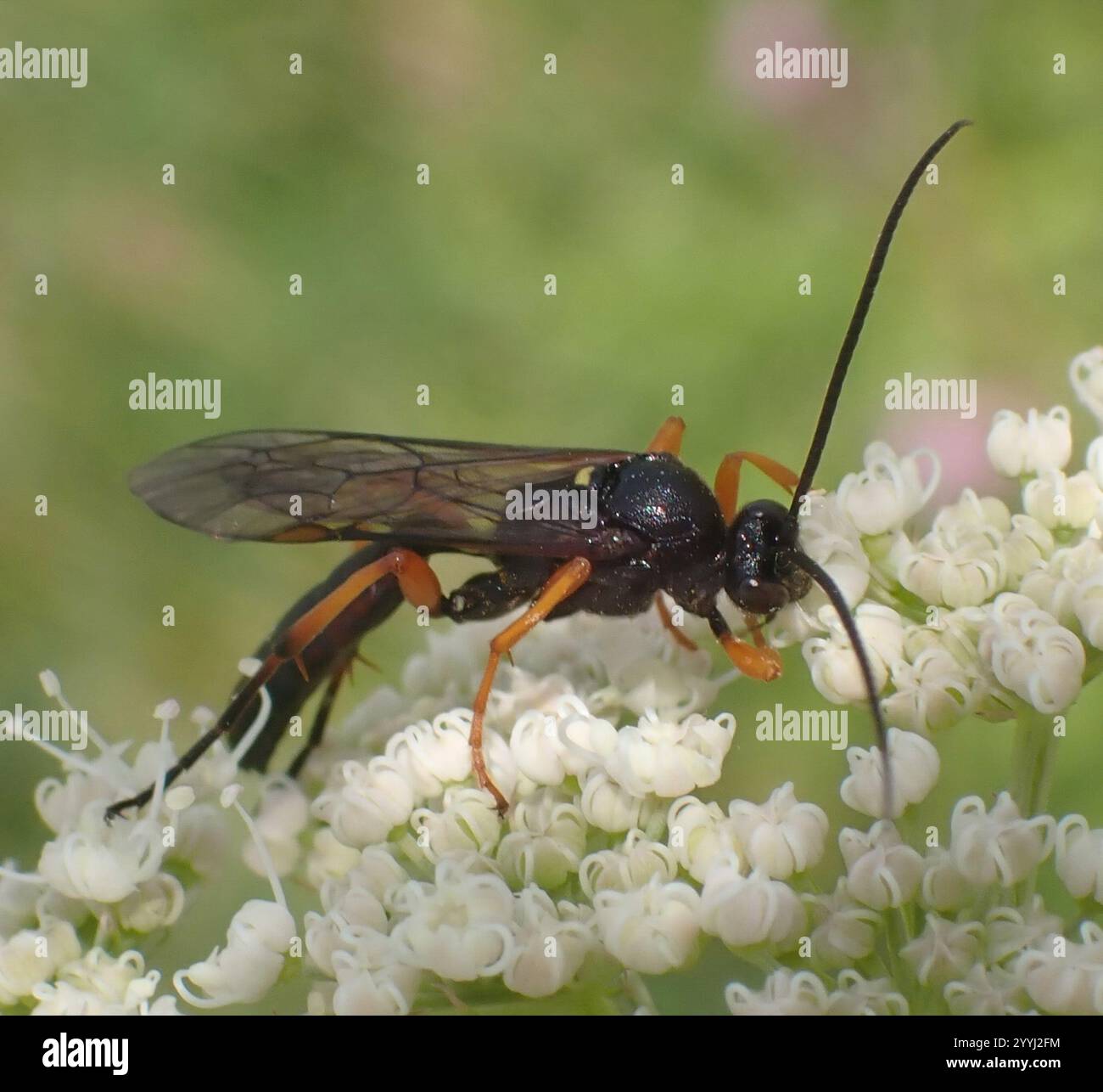 Ichneumonid Wasps (Ichneumonidae Stock Photo - Alamy