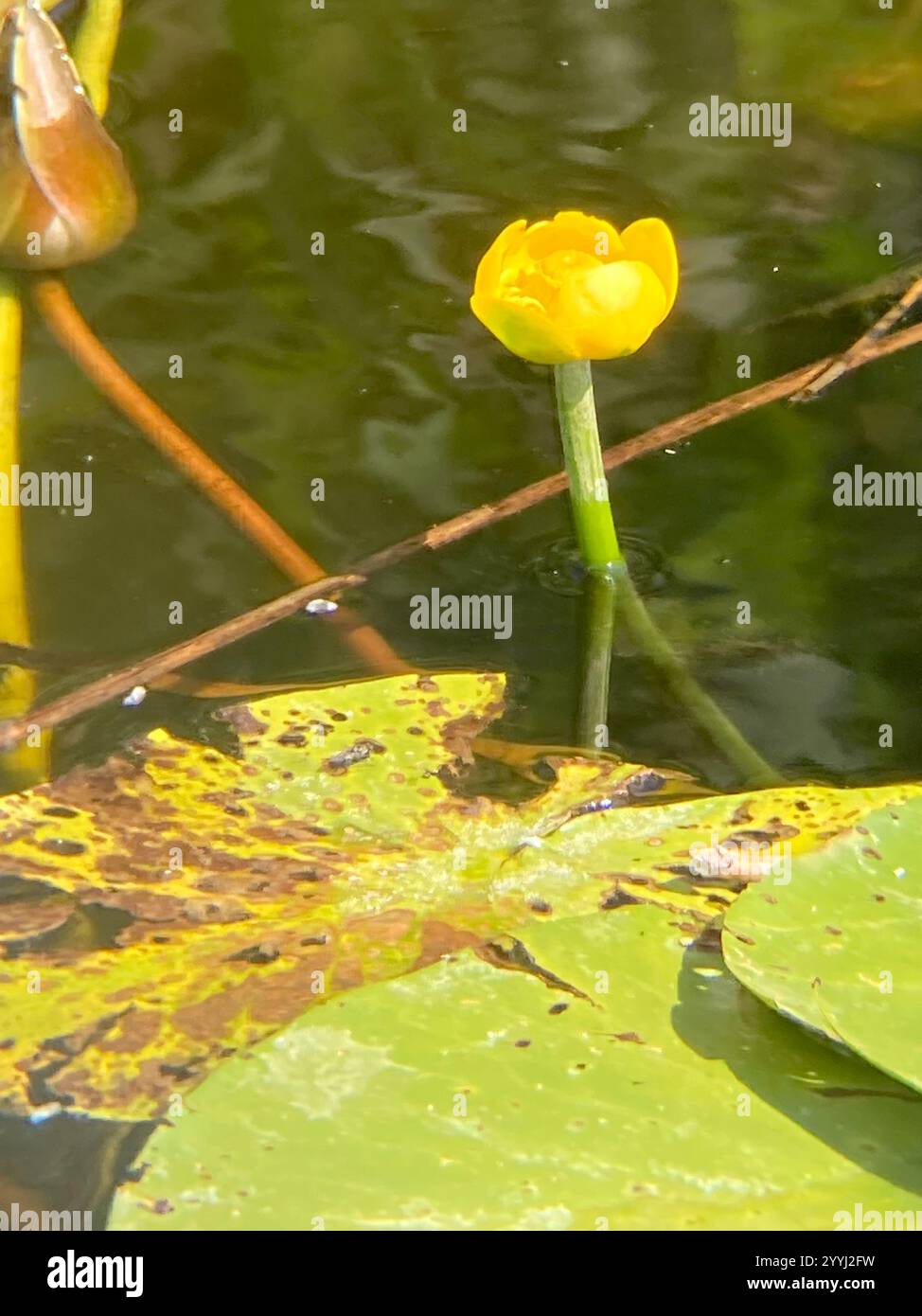 yellow water-lily (Nuphar lutea Stock Photo - Alamy