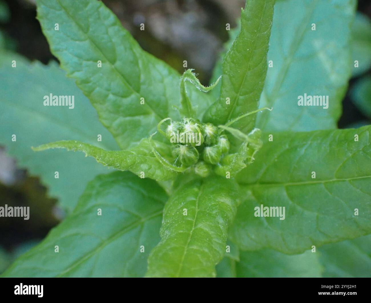 Arrowleaf Senecio (Senecio triangularis Stock Photo - Alamy