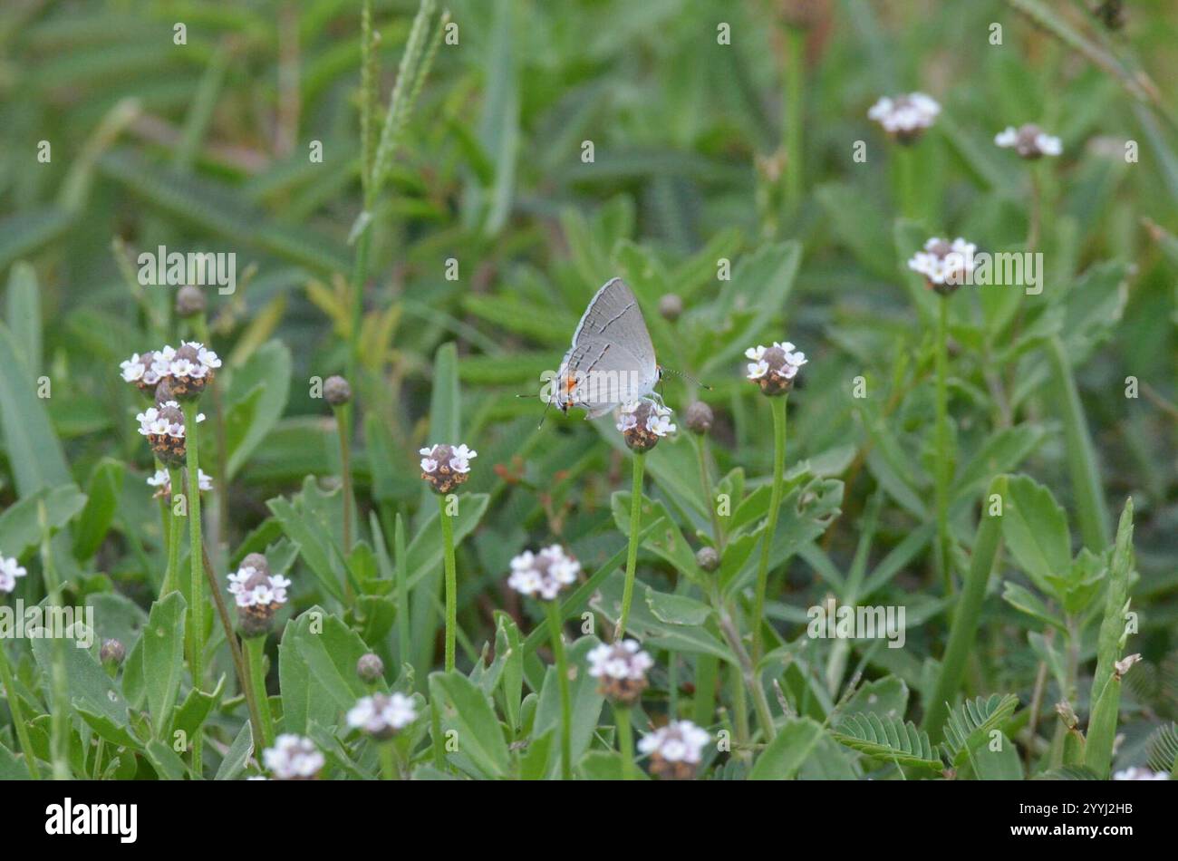 Gray Hairstreak (Strymon melinus Stock Photo - Alamy