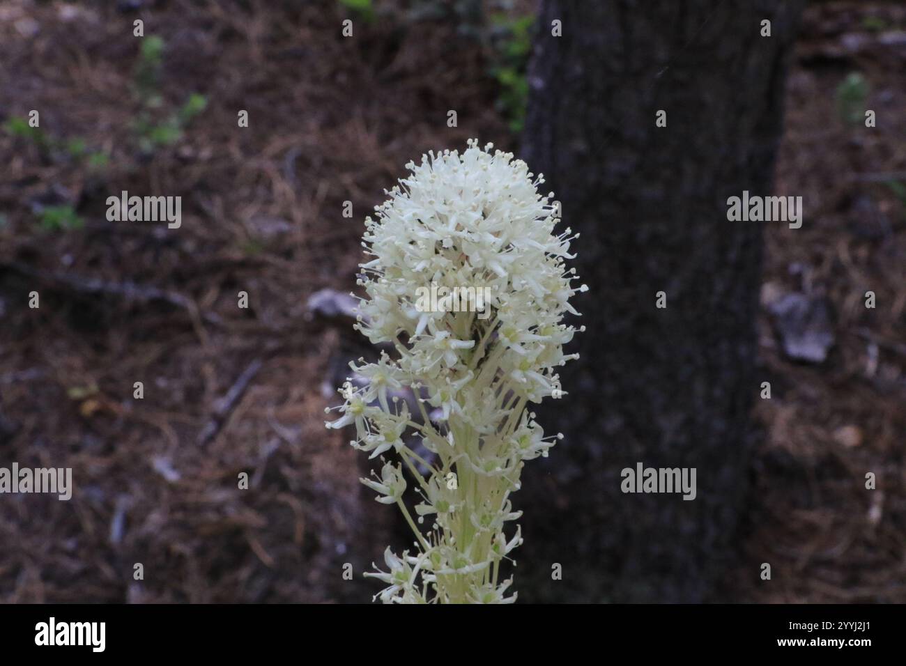 Common beargrass hi-res stock photography and images - Alamy