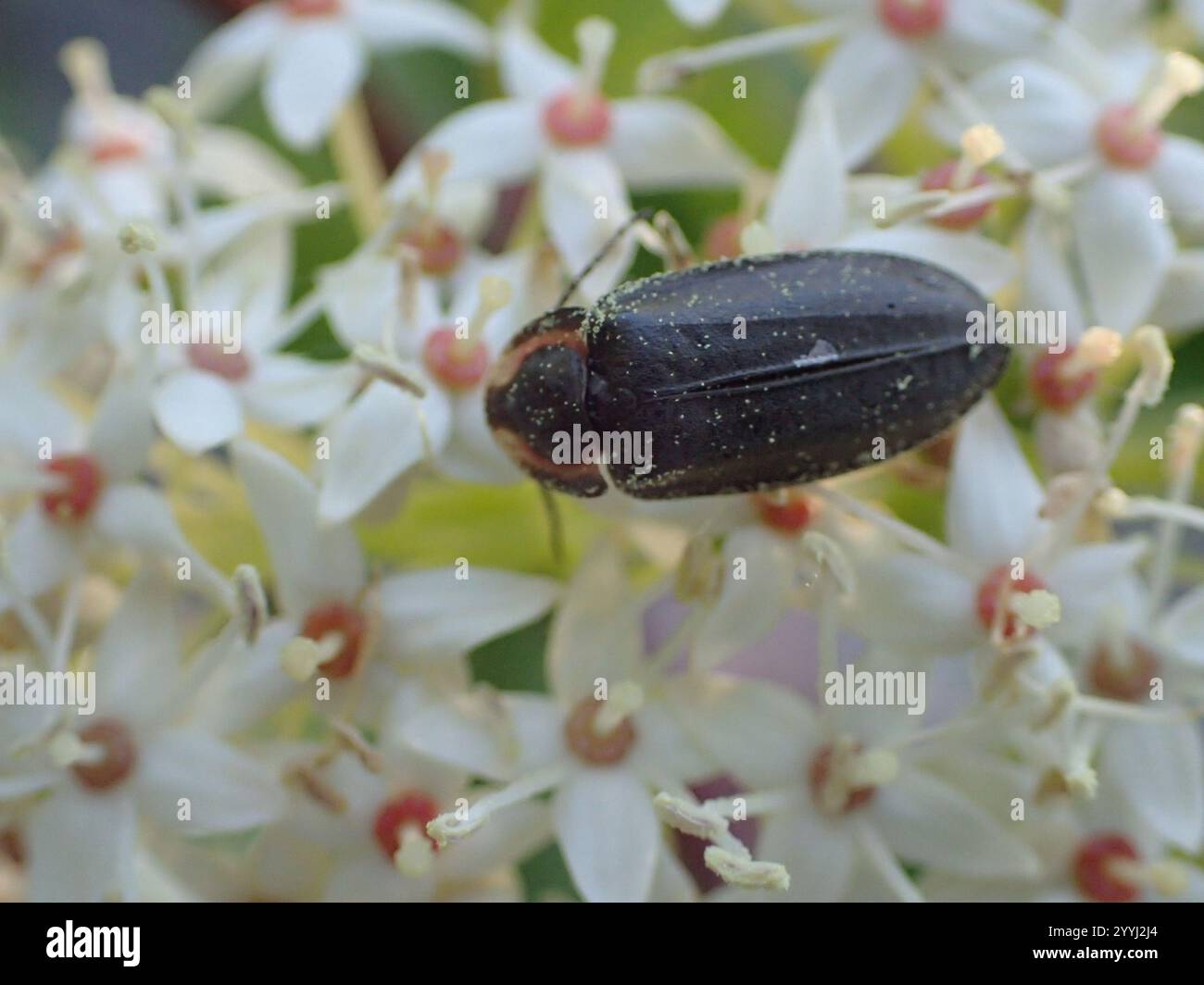 Winter Firefly (Ellychnia corrusca Stock Photo - Alamy