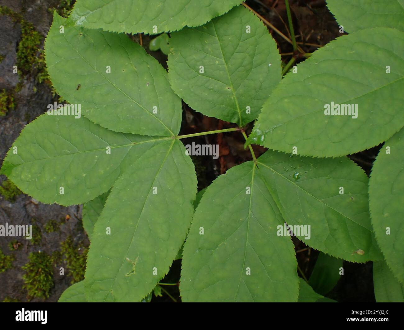 wild sarsaparilla (Aralia nudicaulis Stock Photo - Alamy