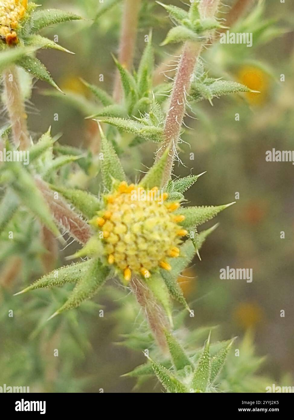 southern tarplant (Centromadia parryi australis Stock Photo - Alamy