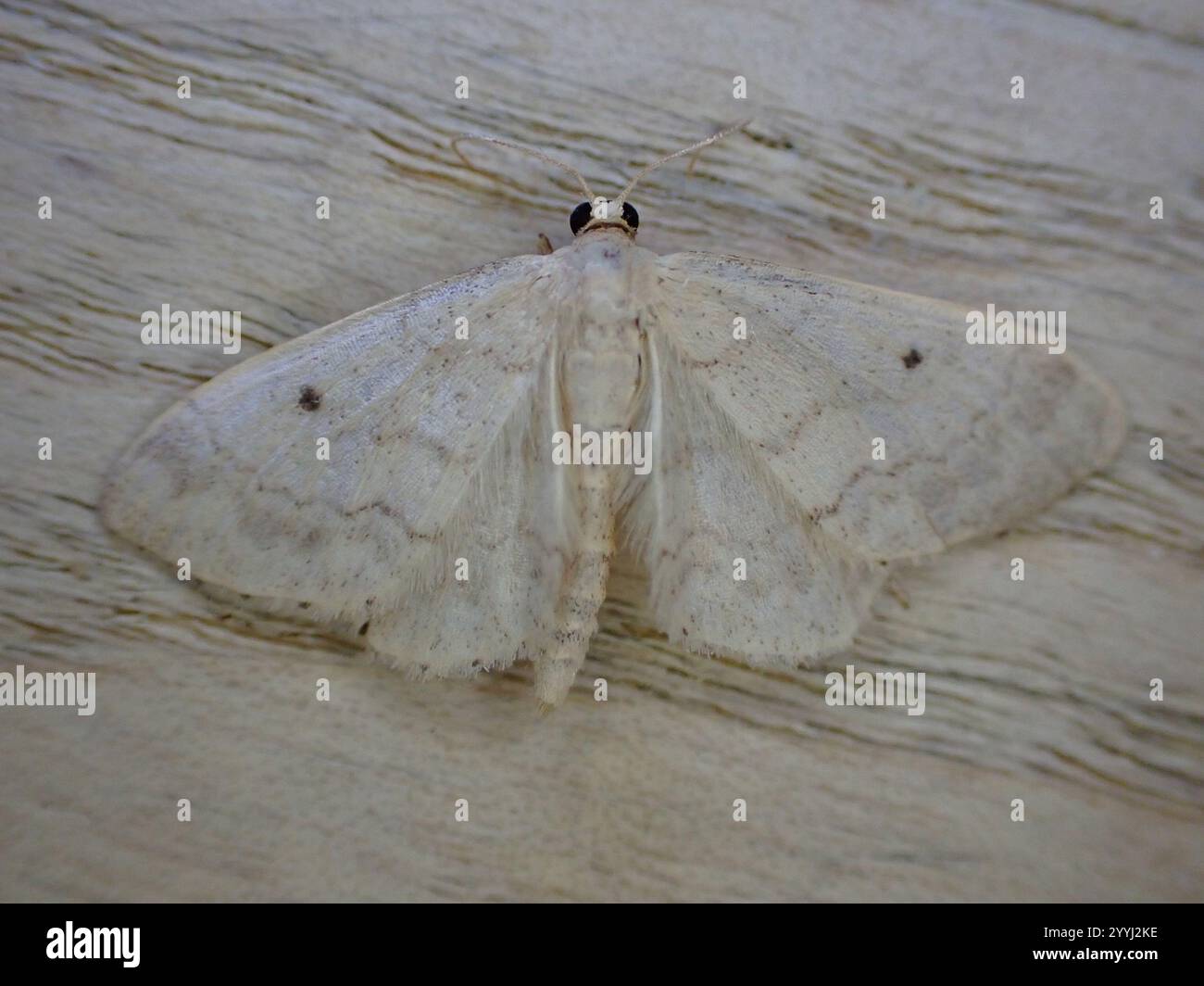 Small Fan-footed Wave (Idaea biselata Stock Photo - Alamy