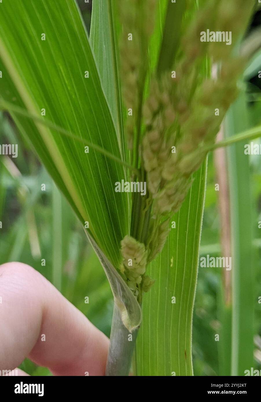Johnson grass (Sorghum halepense Stock Photo - Alamy