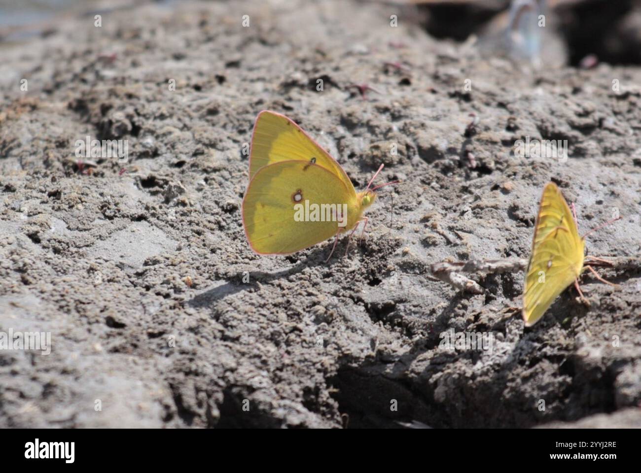 Orange Sulphur (Colias eurytheme Stock Photo - Alamy