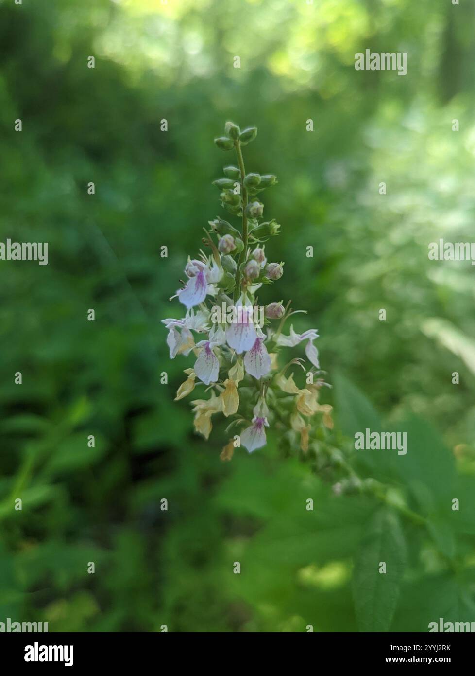 American germander (Teucrium canadense Stock Photo - Alamy