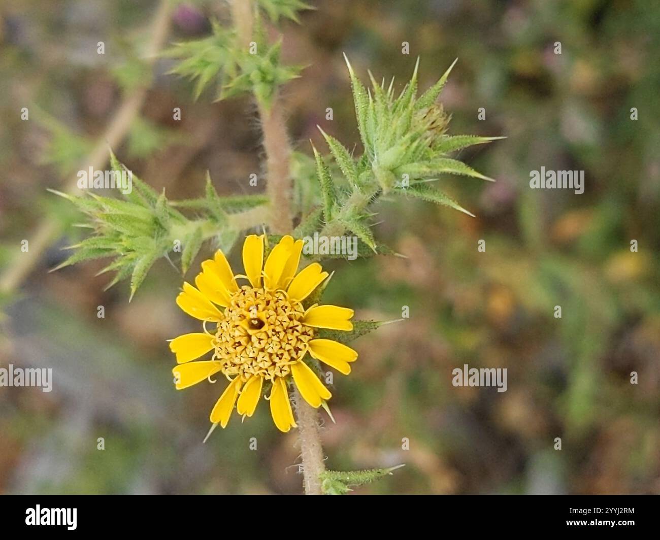 Pappose Tarweed (Centromadia parryi Stock Photo - Alamy