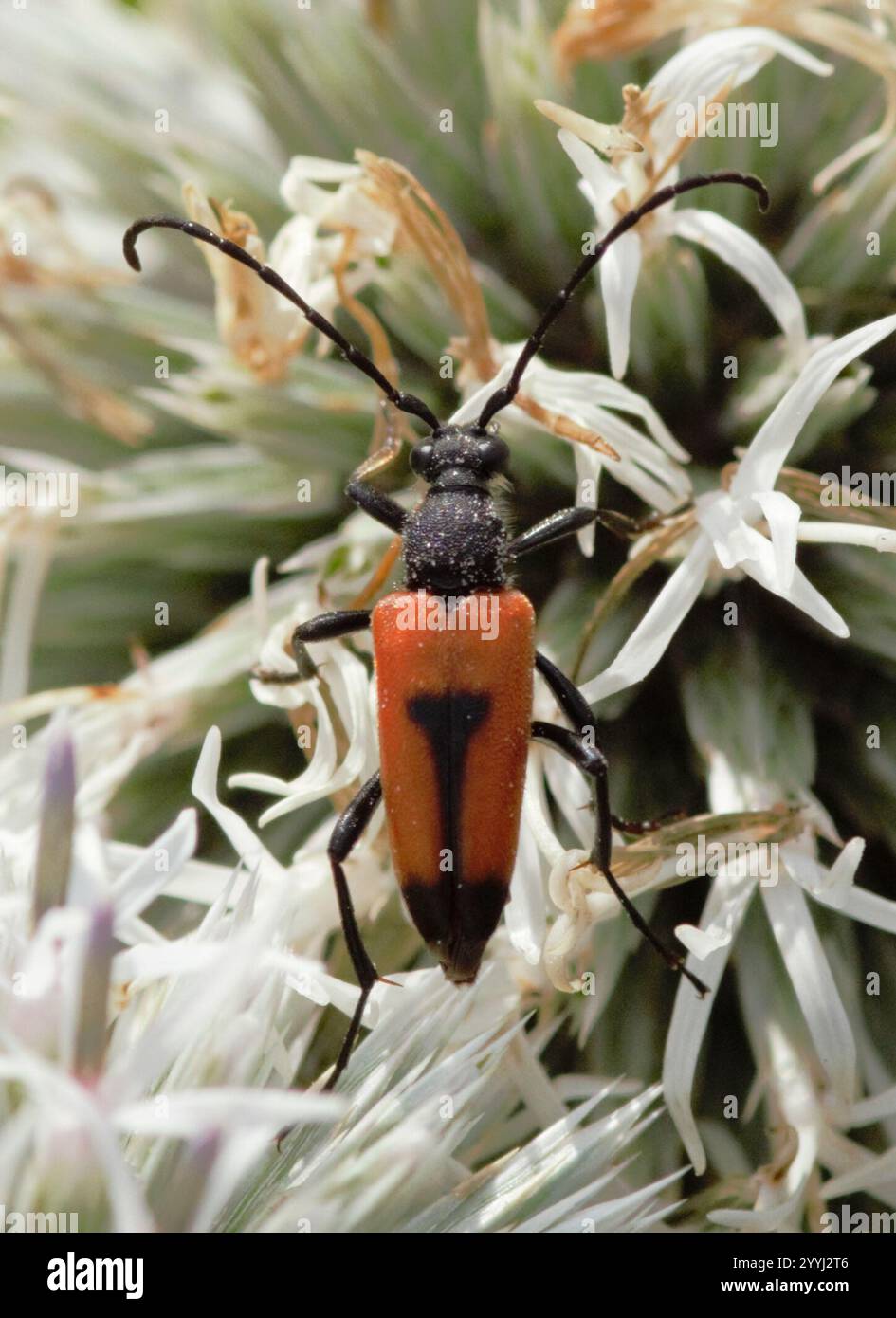 heart longhorn beetle (Stictoleptura cordigera Stock Photo - Alamy