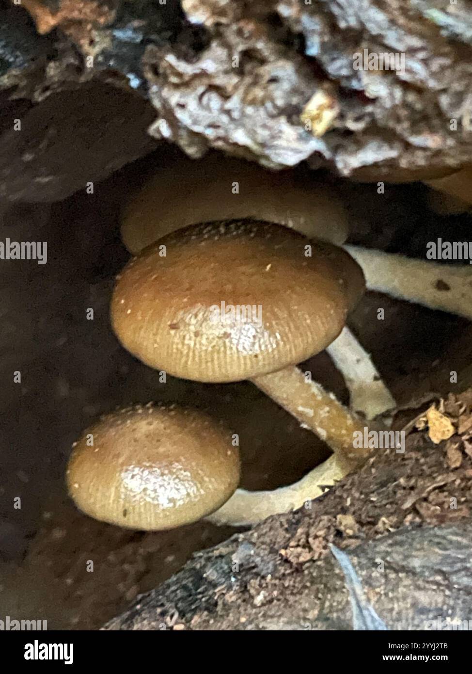 honey mushrooms (Armillaria Stock Photo - Alamy