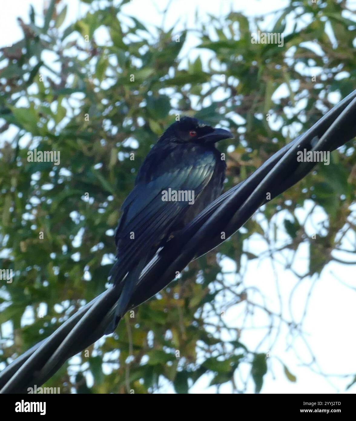 Spangled Drongo (Dicrurus bracteatus Stock Photo - Alamy