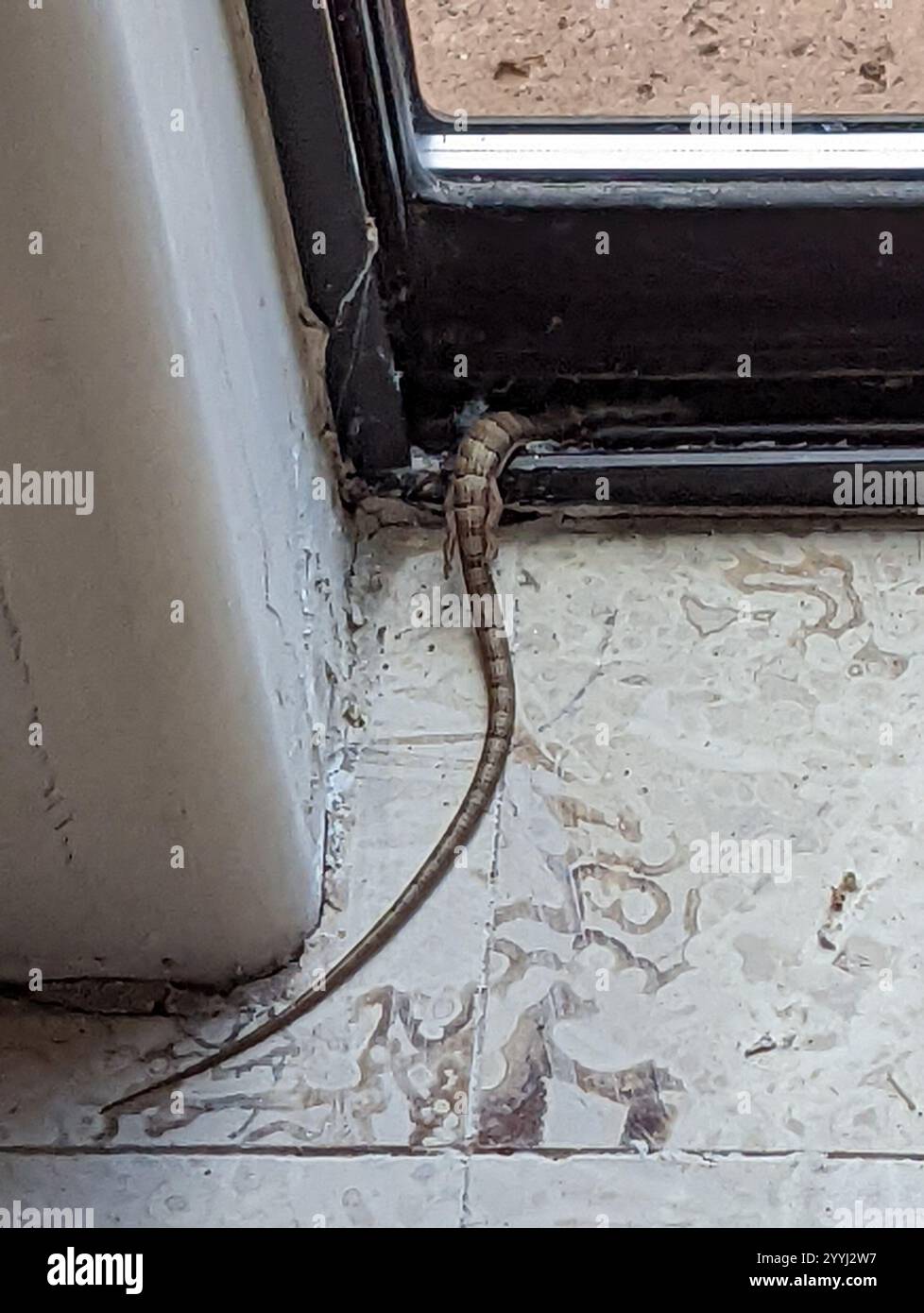 Arizona Alligator Lizard (Elgaria kingii Stock Photo - Alamy