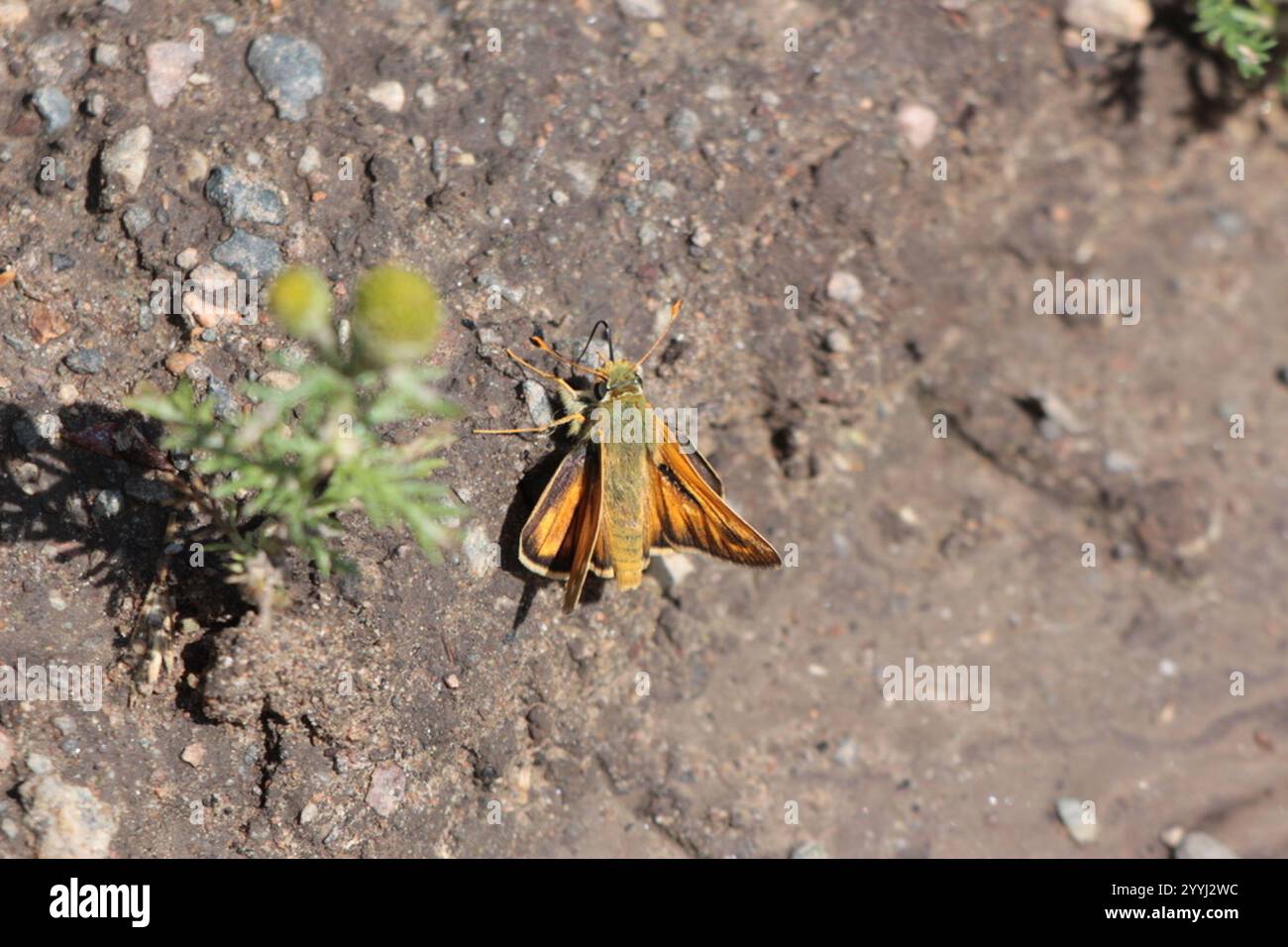 Common Branded Skipper (Hesperia comma Stock Photo - Alamy