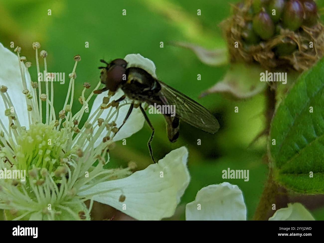 Typical Hover Flies (Syrphinae Stock Photo - Alamy