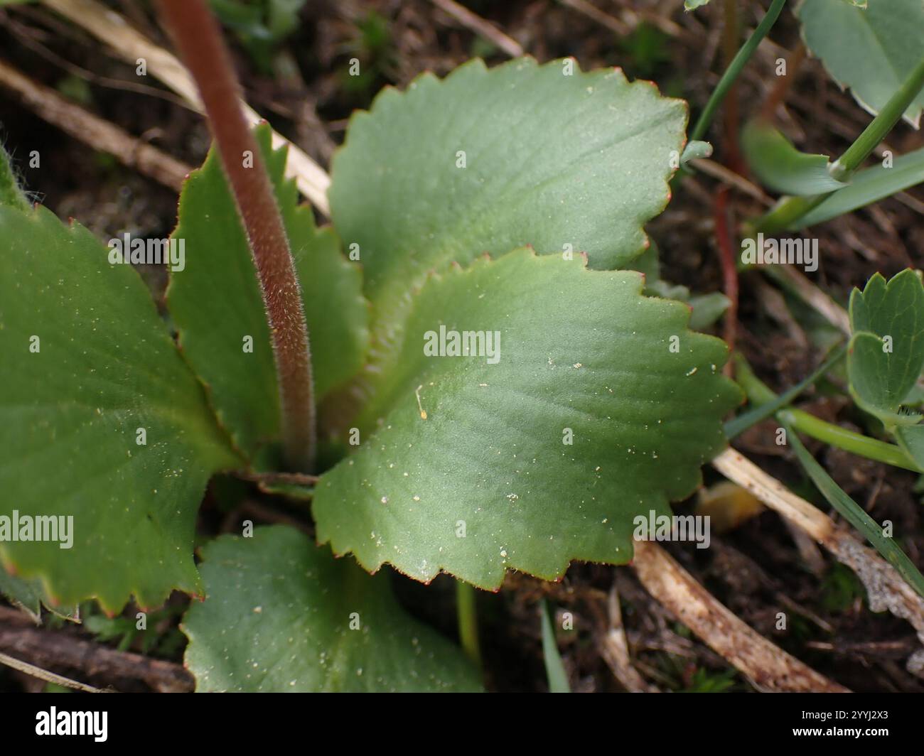 Western Saxifrage (Micranthes occidentalis Stock Photo - Alamy