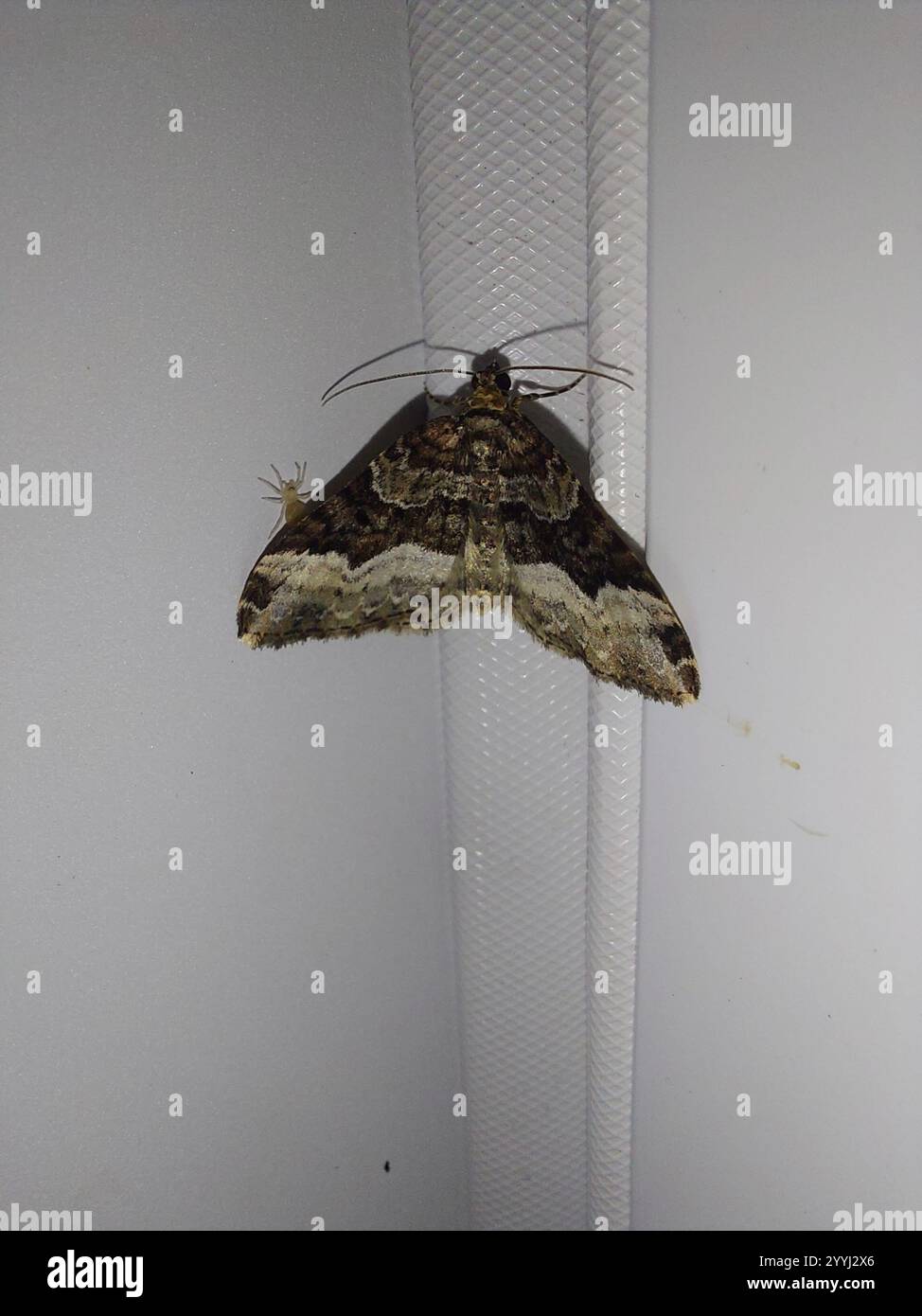 American Sharp-angled Carpet (Euphyia intermediata Stock Photo - Alamy