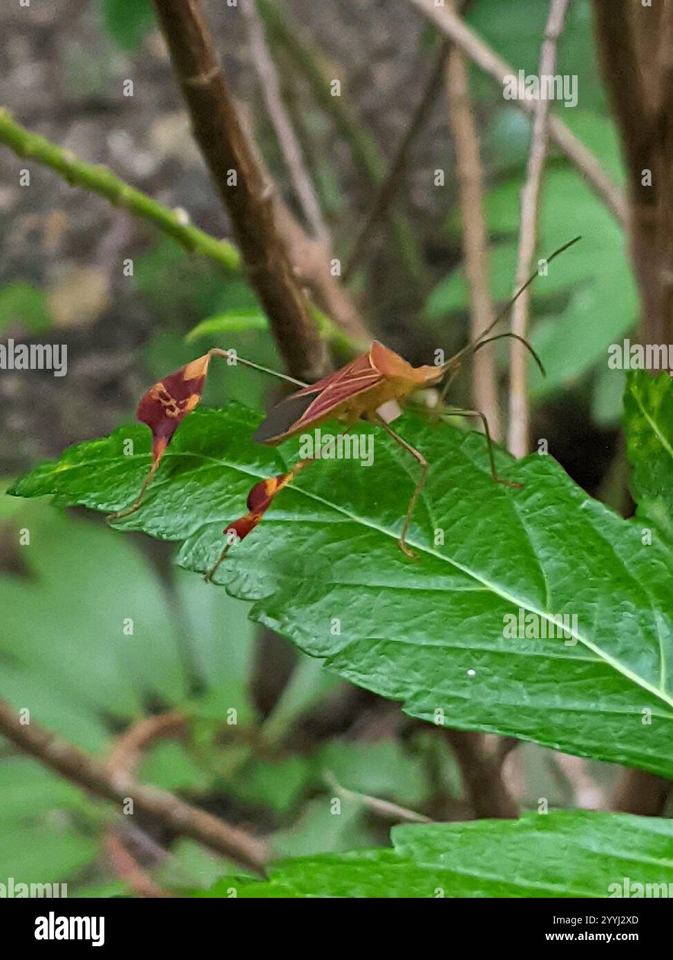 Podalica hi-res stock photography and images - Alamy