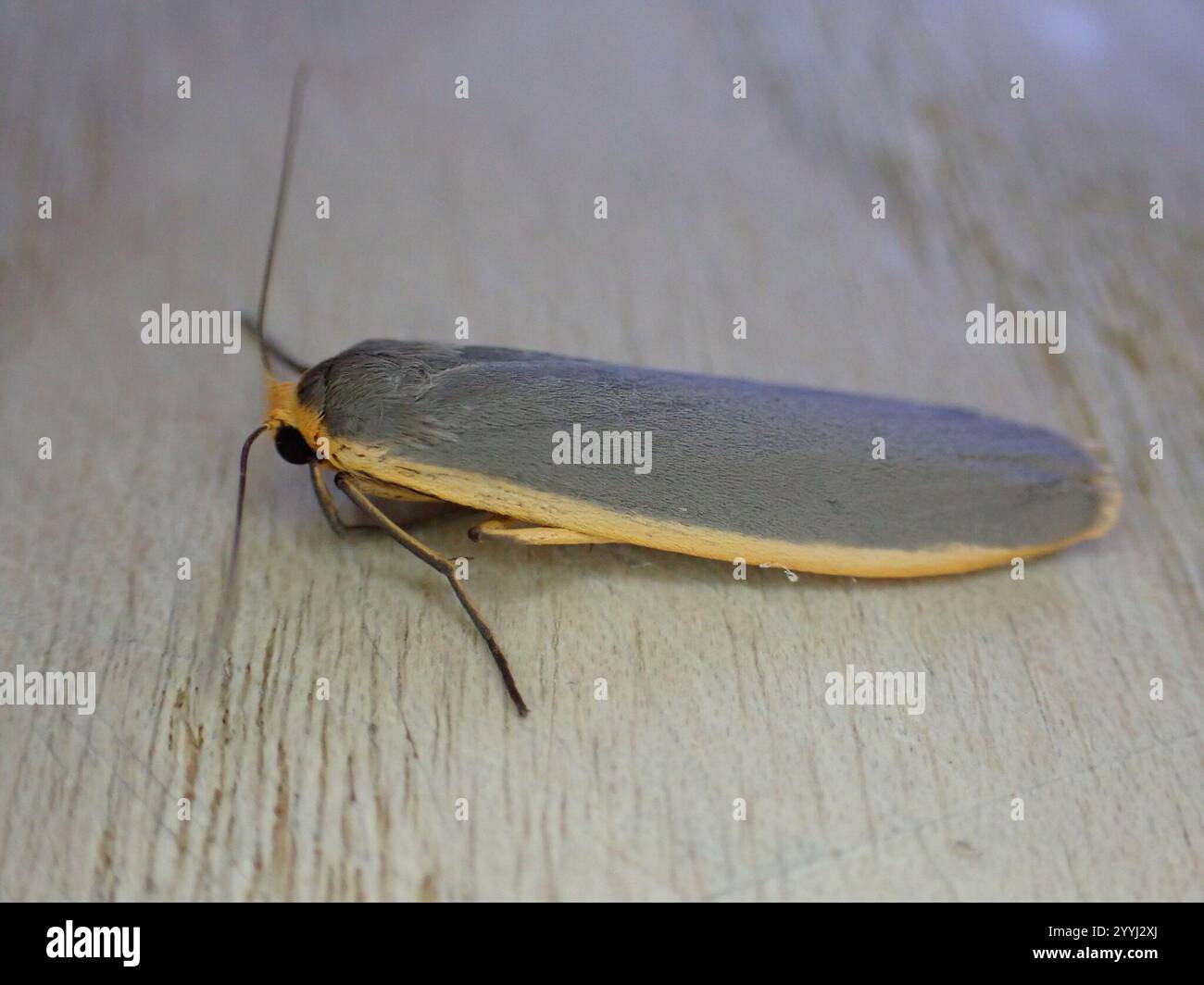Common Footman (Eilema lurideola Stock Photo - Alamy