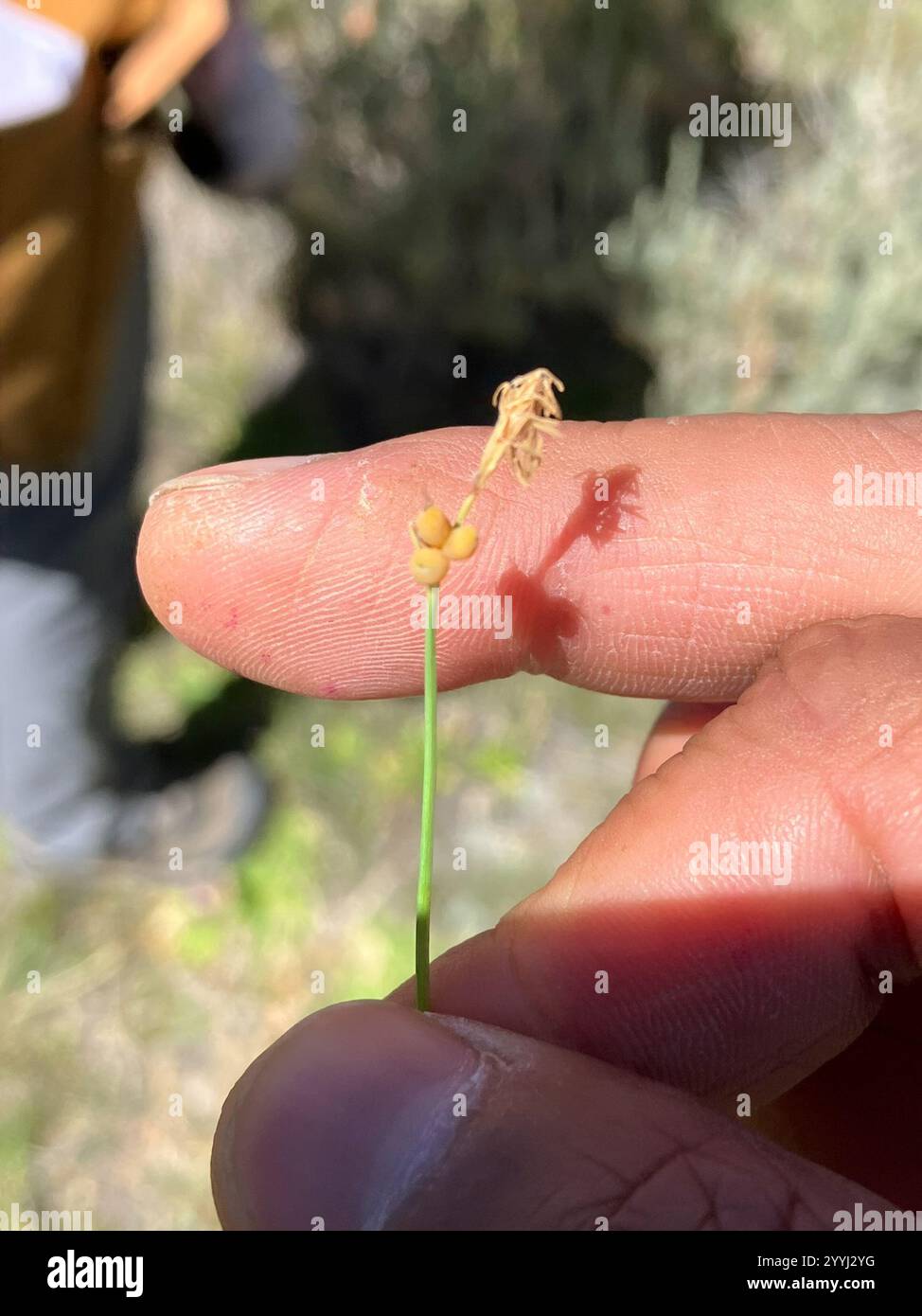 golden sedge (Carex aurea Stock Photo - Alamy
