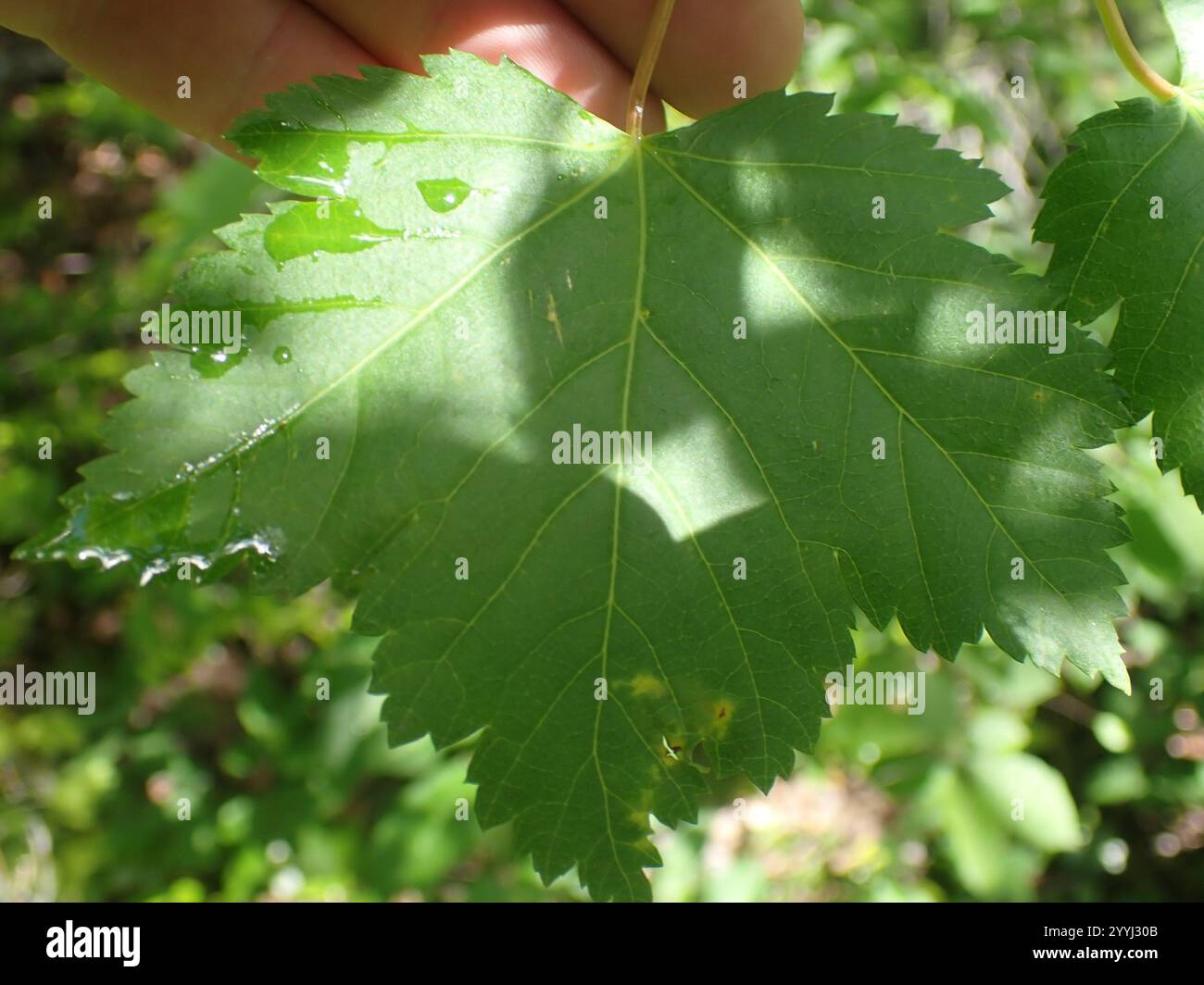 Rocky Mountain maple (Acer glabrum Stock Photo - Alamy