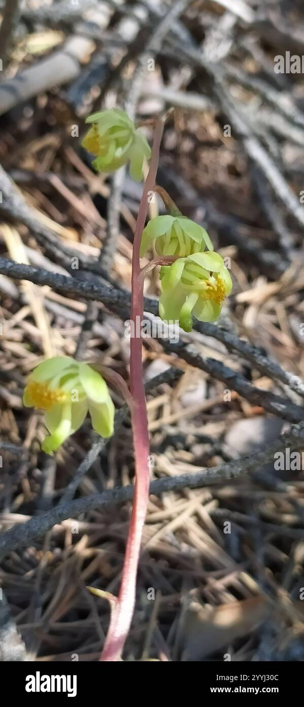 green-flowered wintergreen (Pyrola chlorantha Stock Photo - Alamy