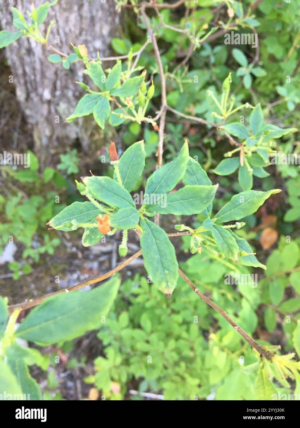 mock azalea (Rhododendron menziesii Stock Photo - Alamy