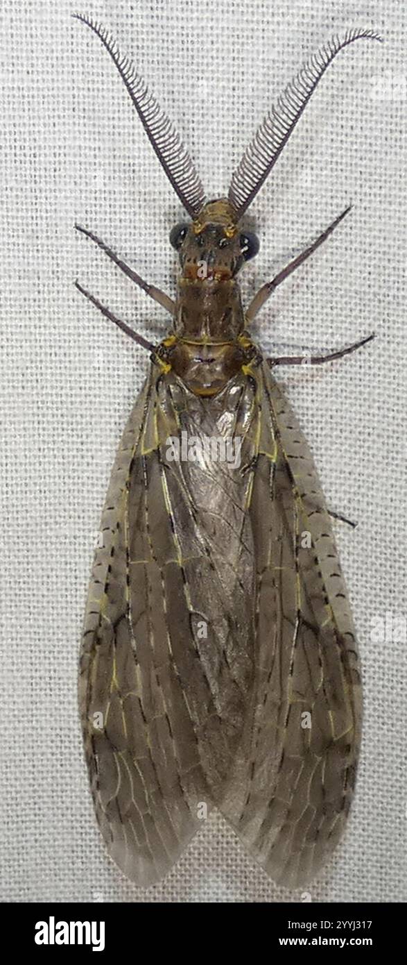 Spring Fishfly (Chauliodes rastricornis Stock Photo - Alamy