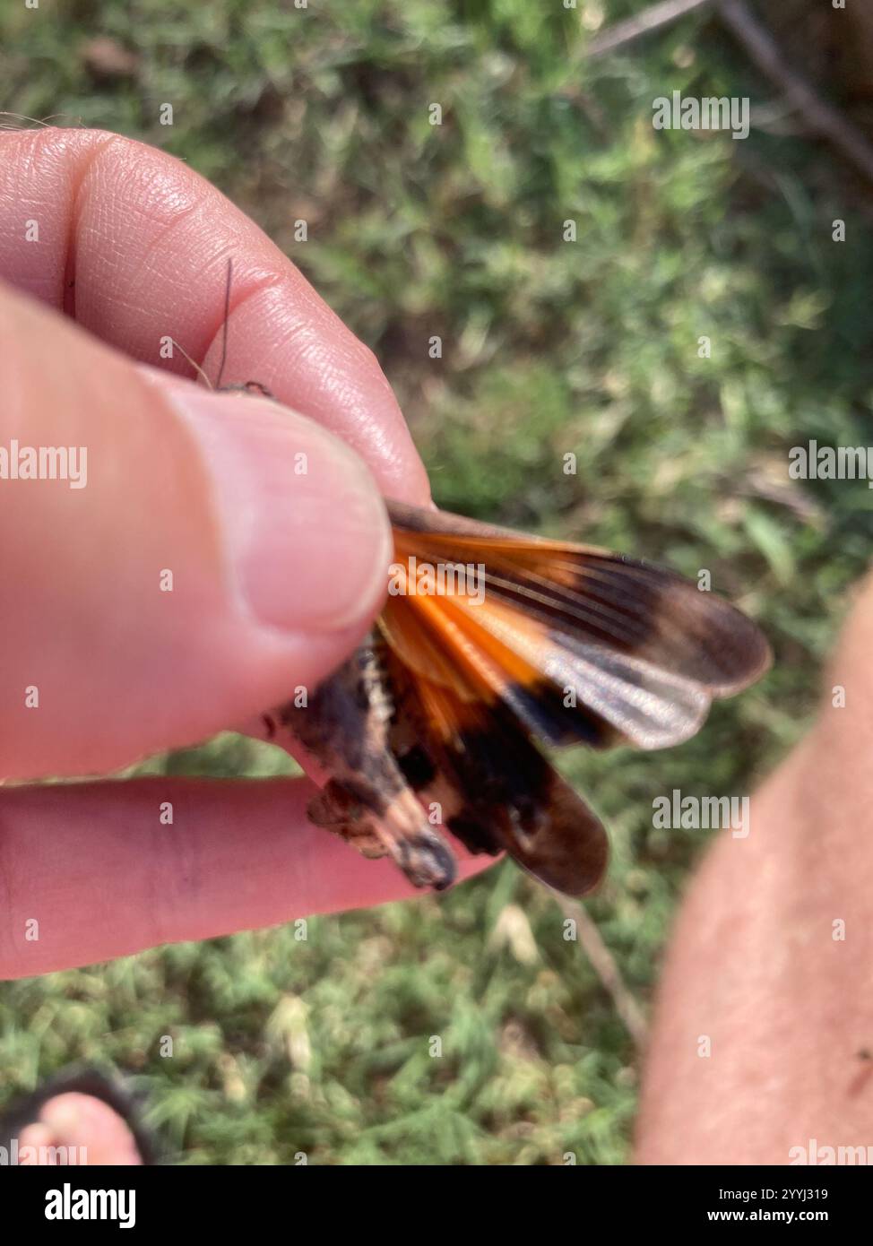 Plains Yellow-winged Grasshopper (Arphia simplex Stock Photo - Alamy