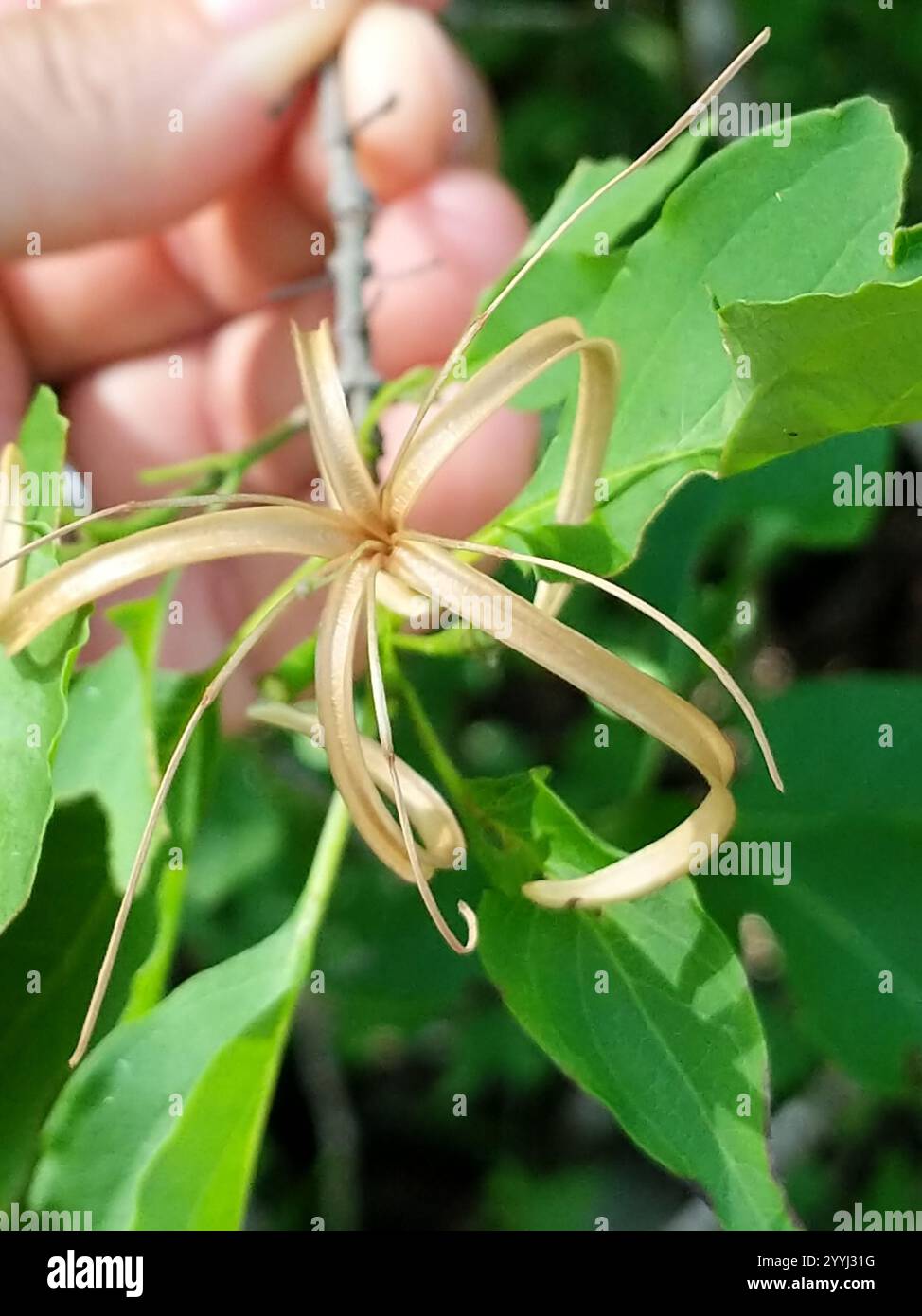 Caribbean Princewood (Exostema caribaeum Stock Photo - Alamy